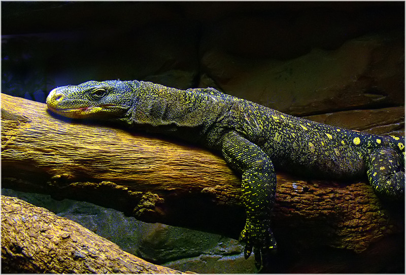FOTO NATURA HUESCA 2: VARANO varanus salvadorii Peters & Doria, 1878 ...