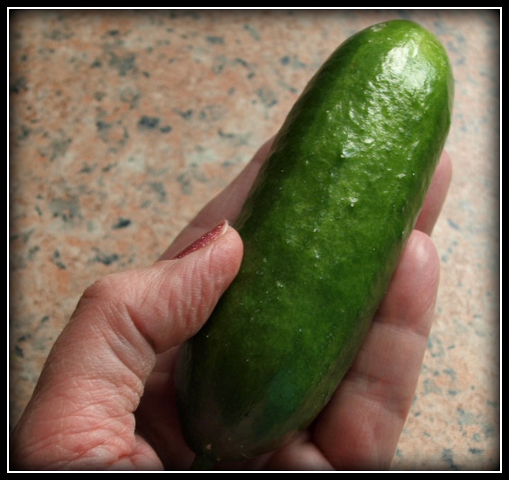 Mark's Veg Plot: The first cucumber of the year