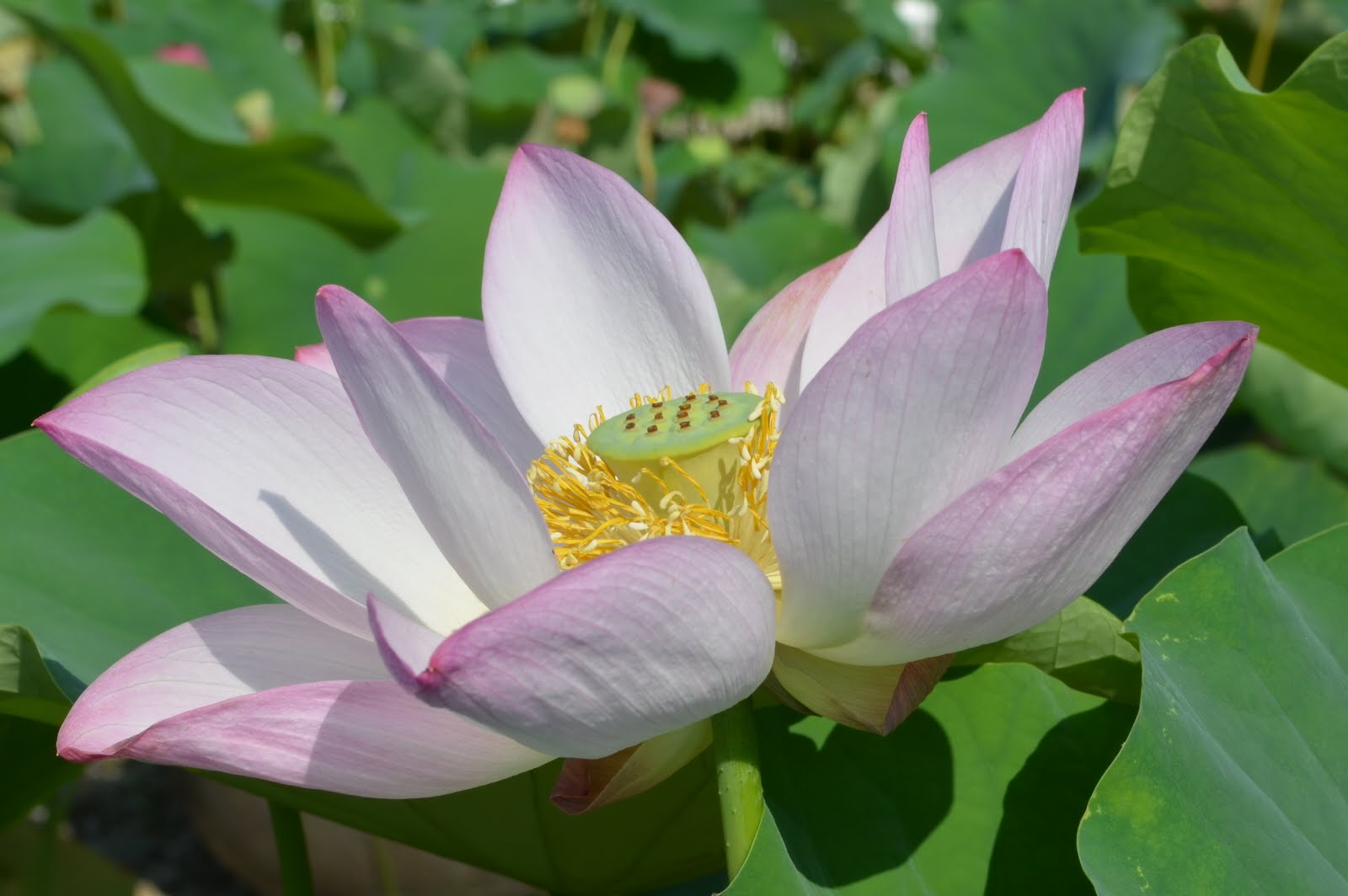 Sarah's English Writing Blog: Lotus flower in Nara