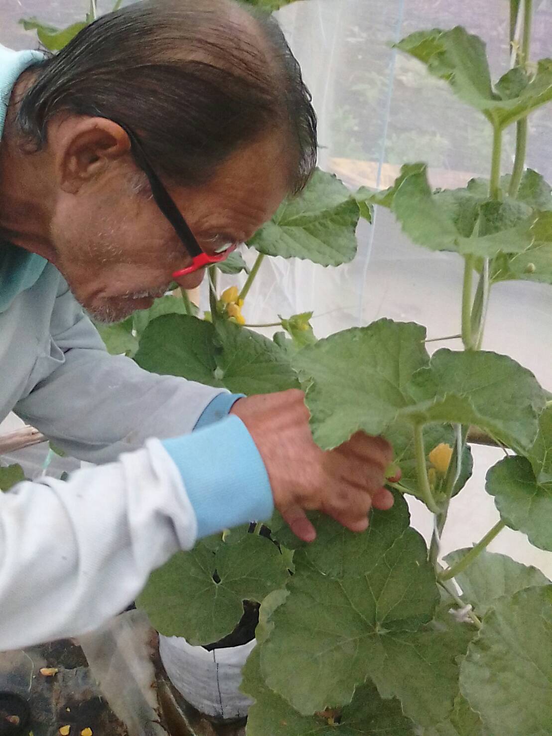 การปลูกเมล่อน Style Oji Meron: การปลูกเมล่อน Style Oji