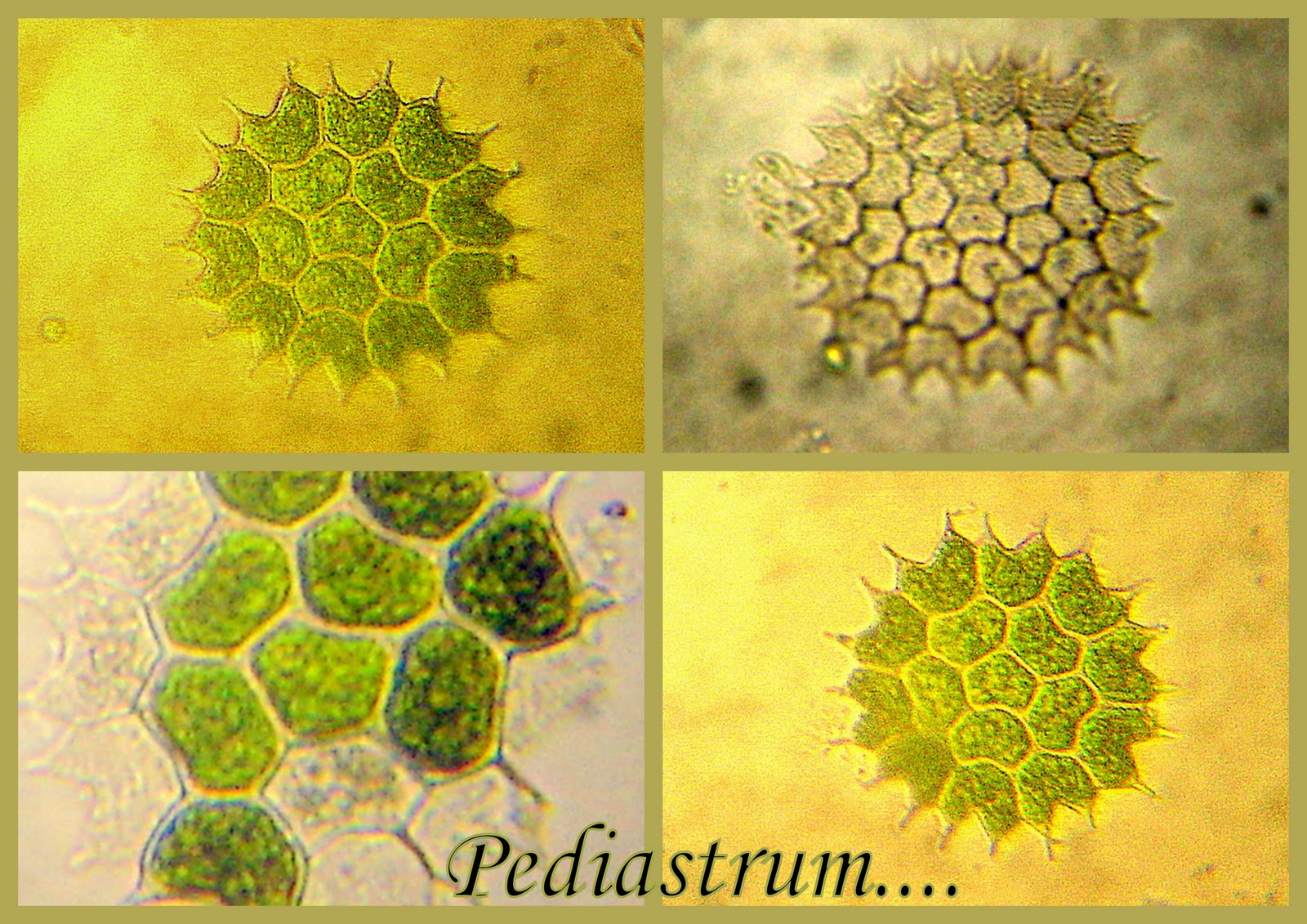 Cultivo de Microalgas em Fotobiorreatores: Alga Verde... Pediastrum...
