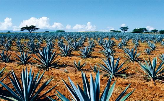 andandoporbogota: EL MAGUEY: EL ÁRBOL DE LAS MARAVILLAS
