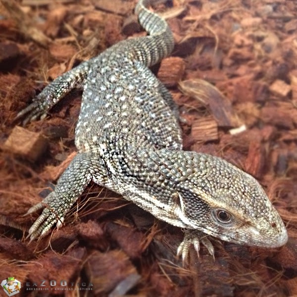 ANIMAL: El Varano de la Sabana