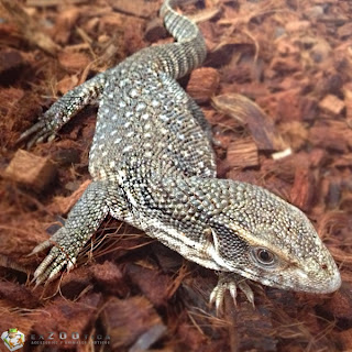 ANIMAL: El Varano de la Sabana