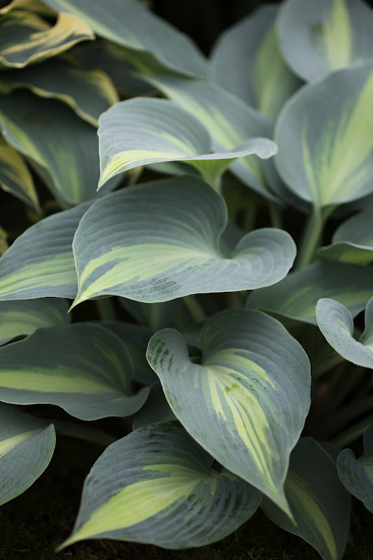 Garden Living: Chelsea Flower Show 2012 - Plantene