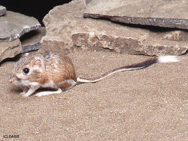 BIO 227:10: How to save the Giant Kangaroo Rat– start off with the habitat!