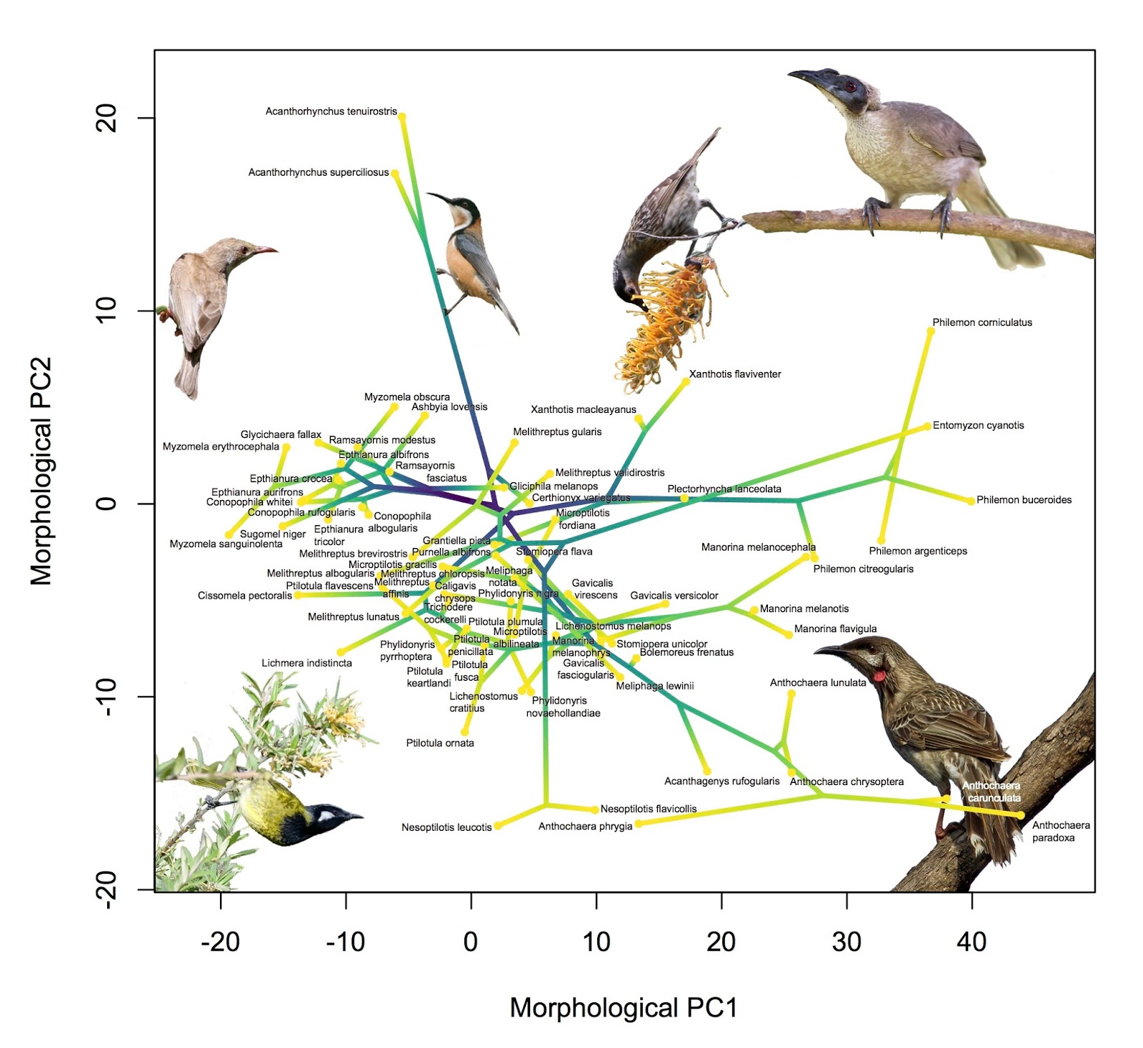 Species New to Science: [Ornithology • 2016] Radiating Despite A Lack ...