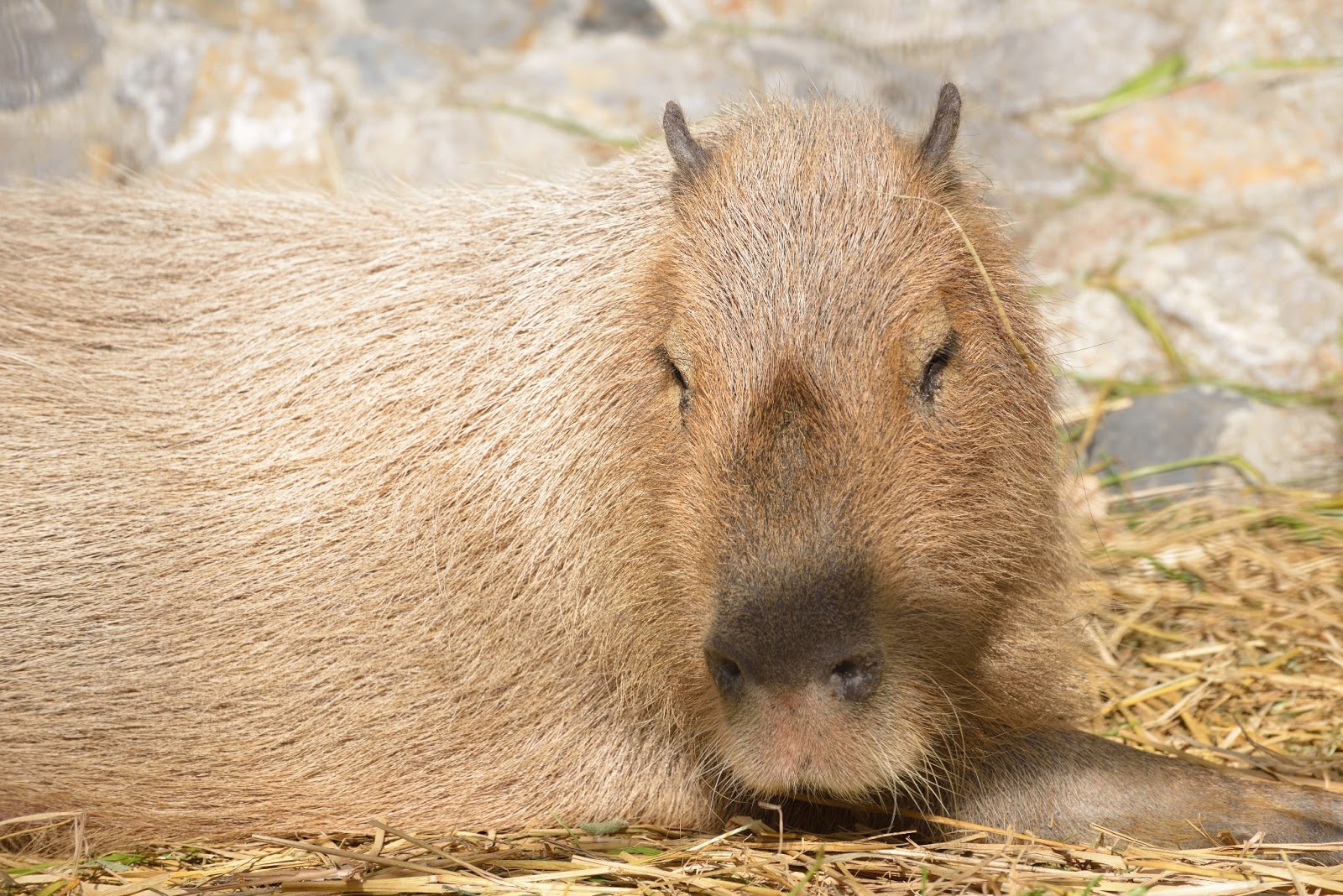 Bank of PhotoGraphics: Ueno Zoo XI: Capybara 3