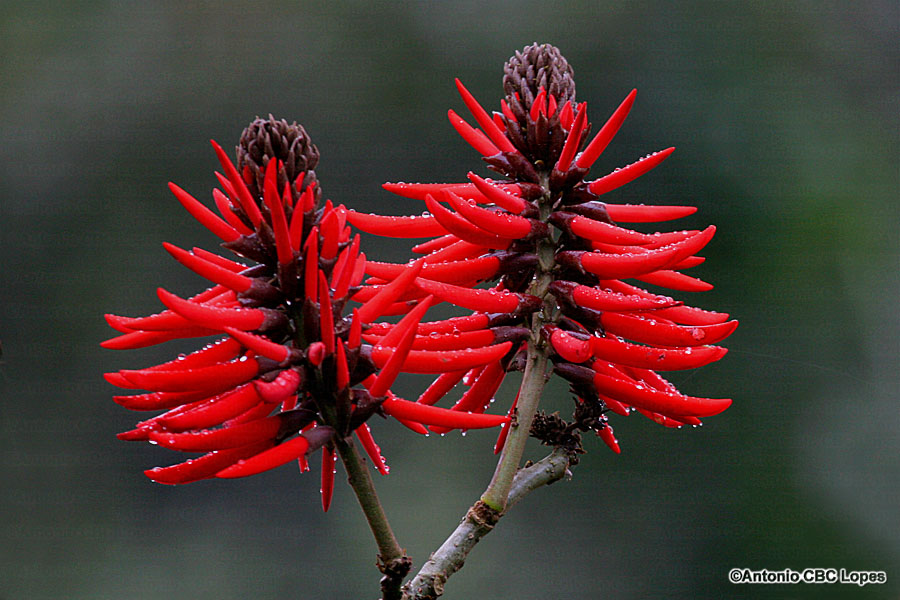 Mulungu - Erythrina mulungu