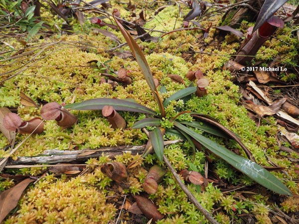 The rainforests of Borneo & Southeast Asia: Sandstone mountain of ...