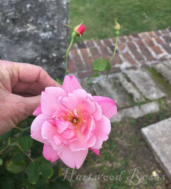 Hartwood Roses: Beautiful Bermuda