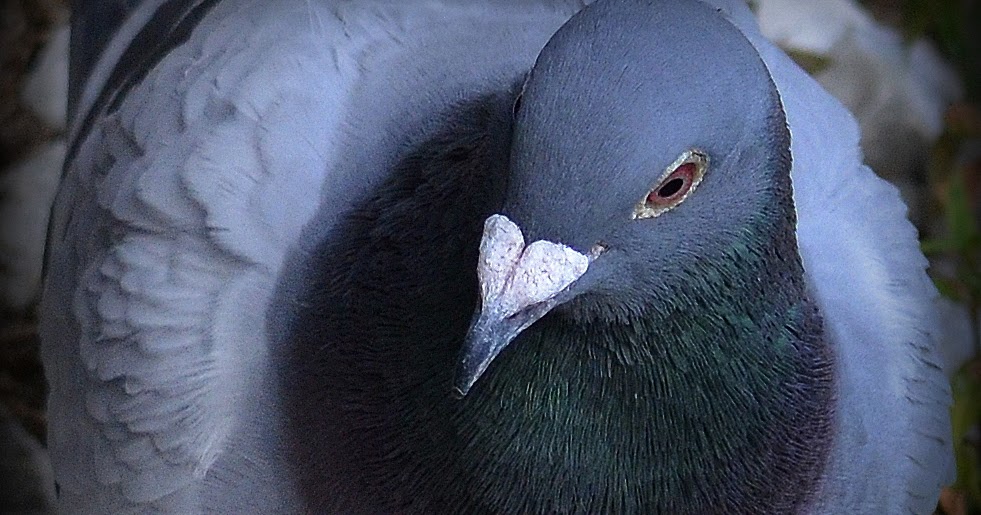 Southwest Florida Gardener: A New Visitor