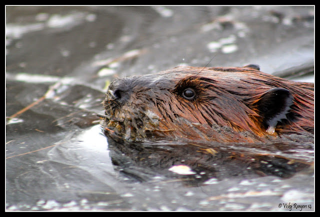 La faune et la flore du Québec en photos: Castor du Canada, Castor ...