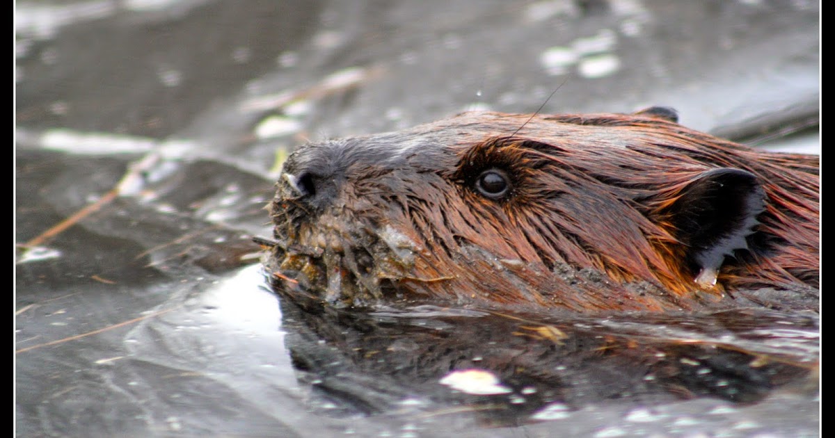 La faune et la flore du Québec en photos: Castor du Canada, Castor ...