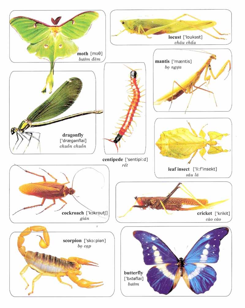 Learning Vocabulary with Pictures: Insects 2