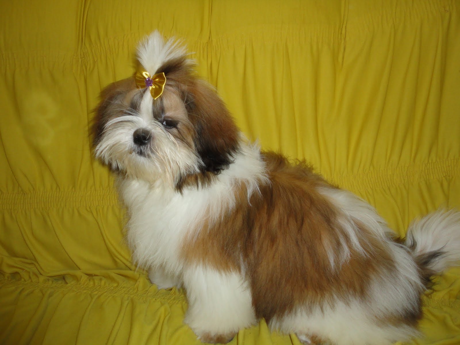 WOLF'S LAIR SHIH TZU KENNEL