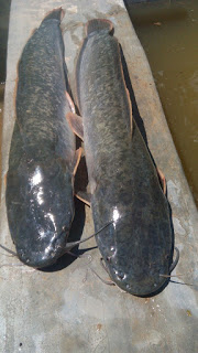 Ufugaji wa Samaki - Kambale