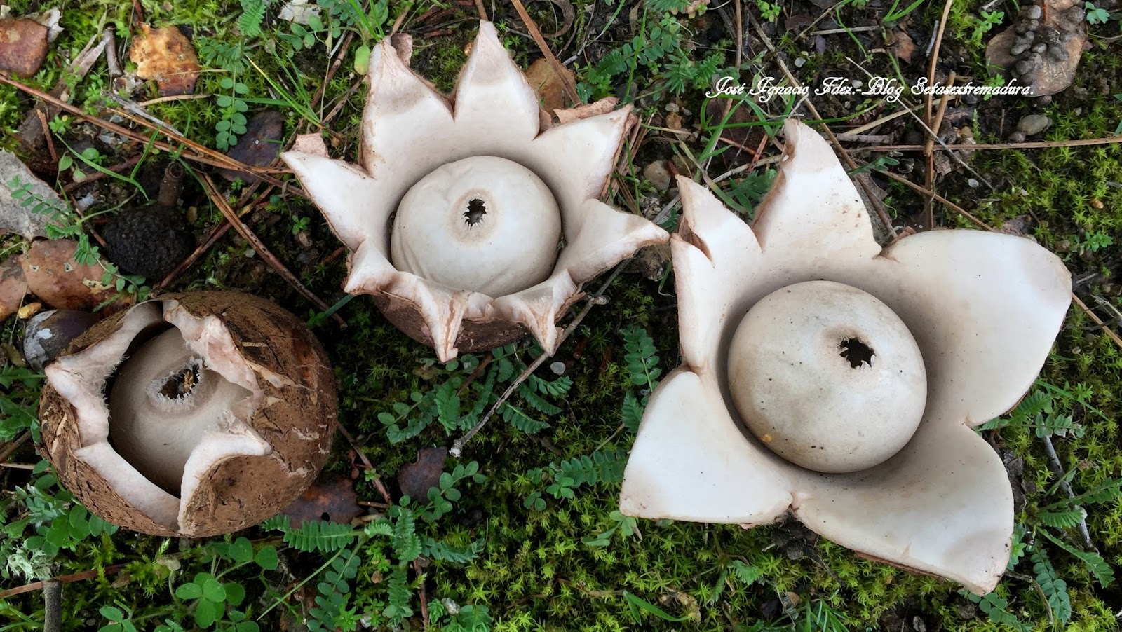 Setas Extremadura : Geastrum Michelianum - (Geastrum Triplex)