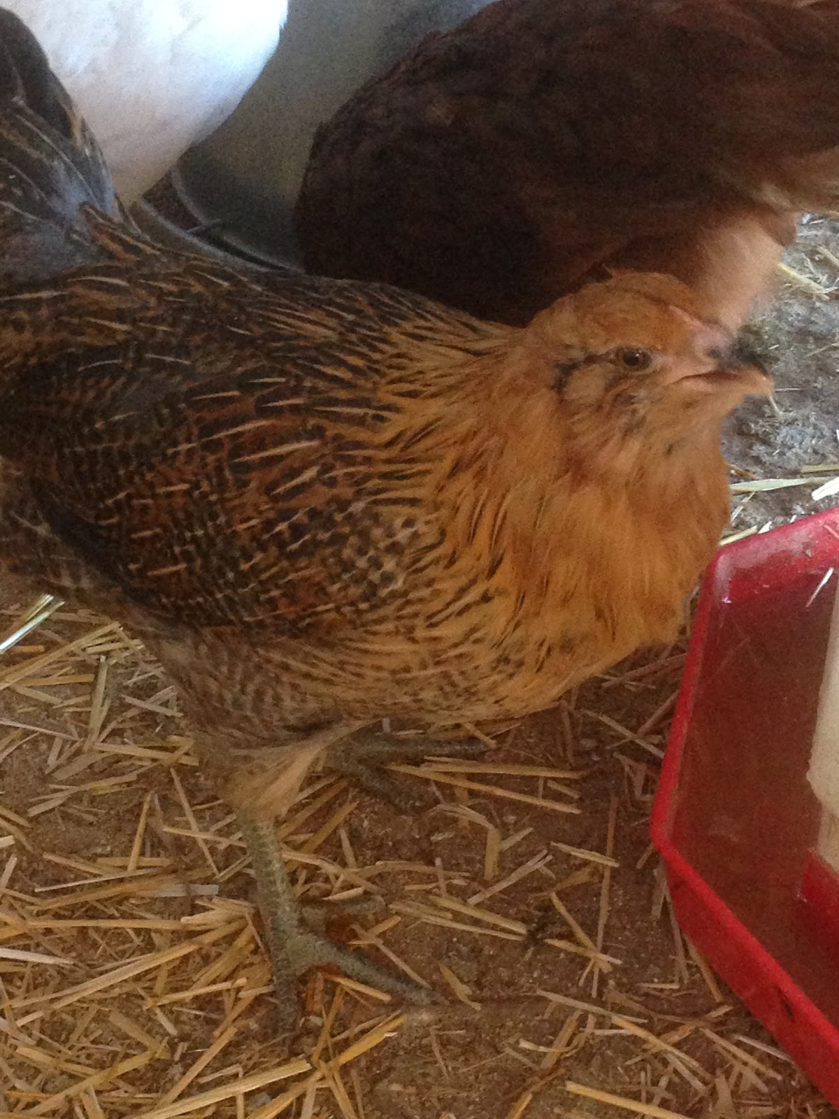 Tractor Tracks: Chicken Scratch