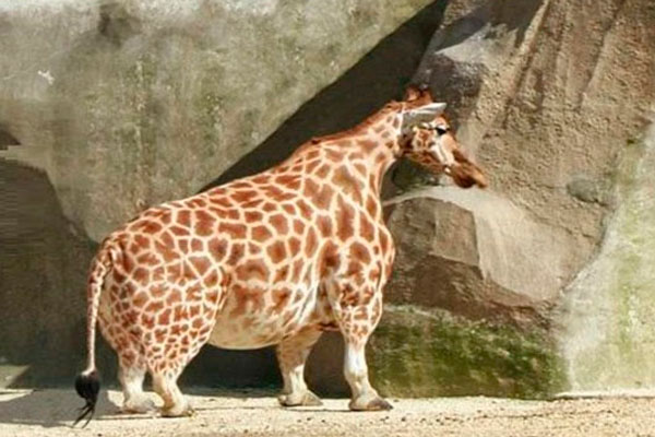 NANISMO EM ANIMAIS - Porque isso ocorre