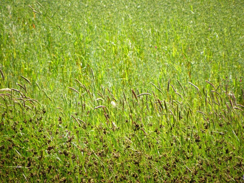natuurrondleiding door een IVN-Natuurgids: grasvelden