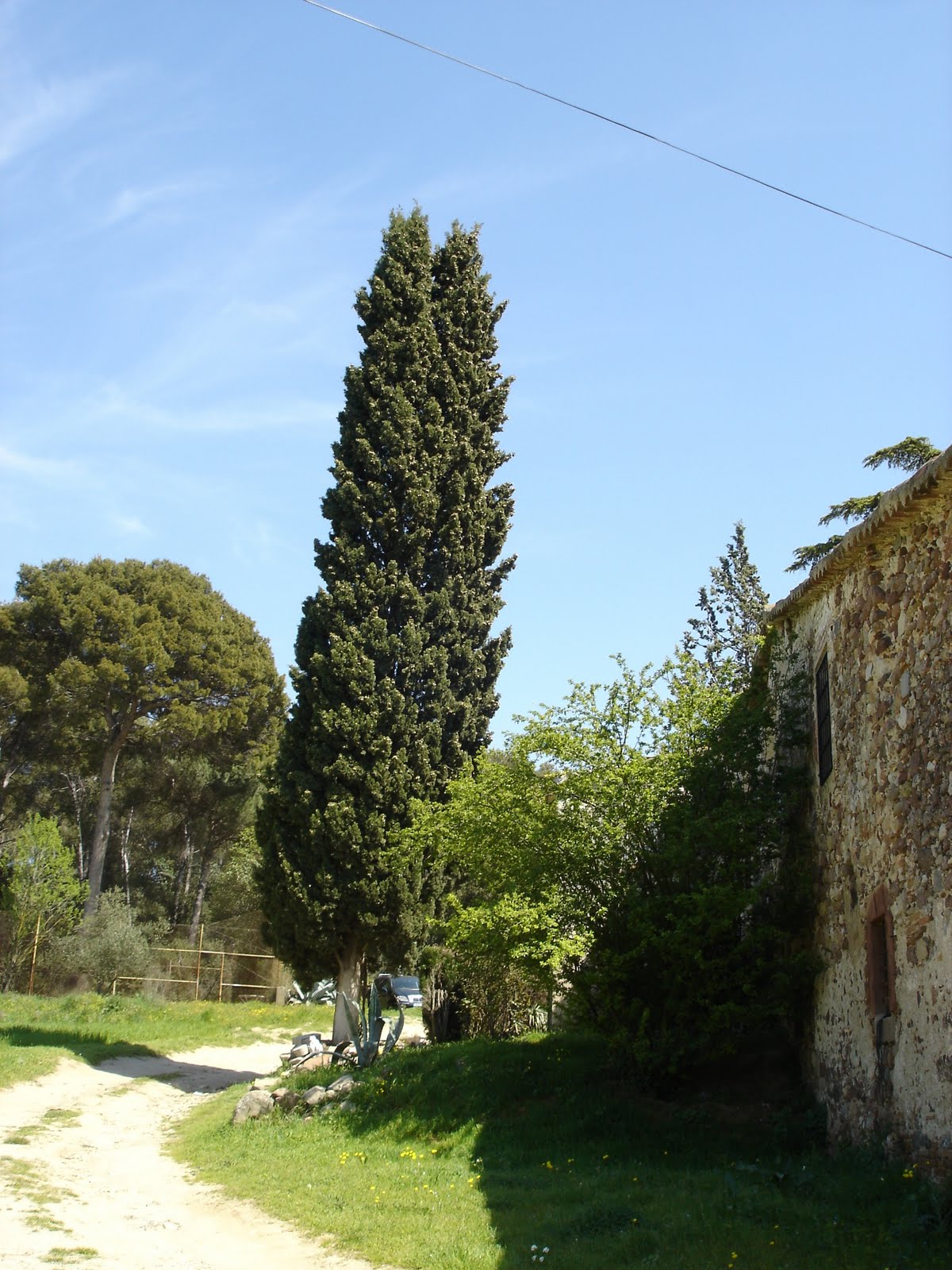 Árboles con alma: Ciprés. Xiprer. (Cupressus sempervirens)