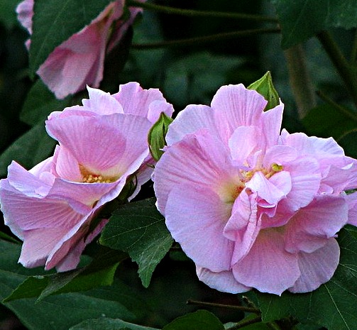 Whispering Greens: Land Lotus - A Magnificent Edible Flower!