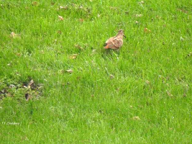 PASARI DIN ROMANIA: SITAR DE PADURE, Scolopax rusticola