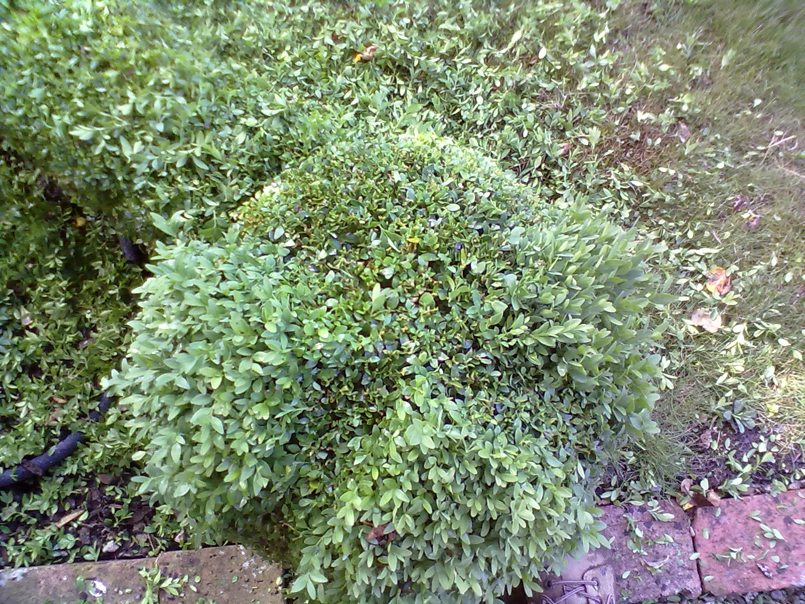 Rachel the Gardener: How to cut a Box ball