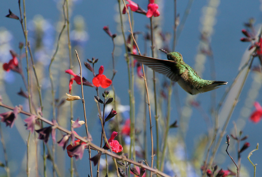 A Long Island Summer In Pictures: THE BAITING HOLLOW HUMMINGBIRD SANCTUARY