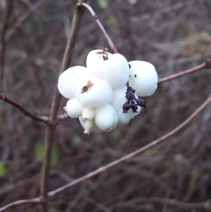 Bloomingwriter: Gardening in Nova Scotia: Snow-themed plants for the ...