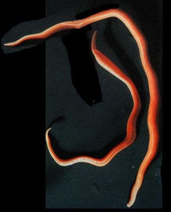 Multiple Choice Questions on Phylum Aschelminthes ~ MCQ Biology ...