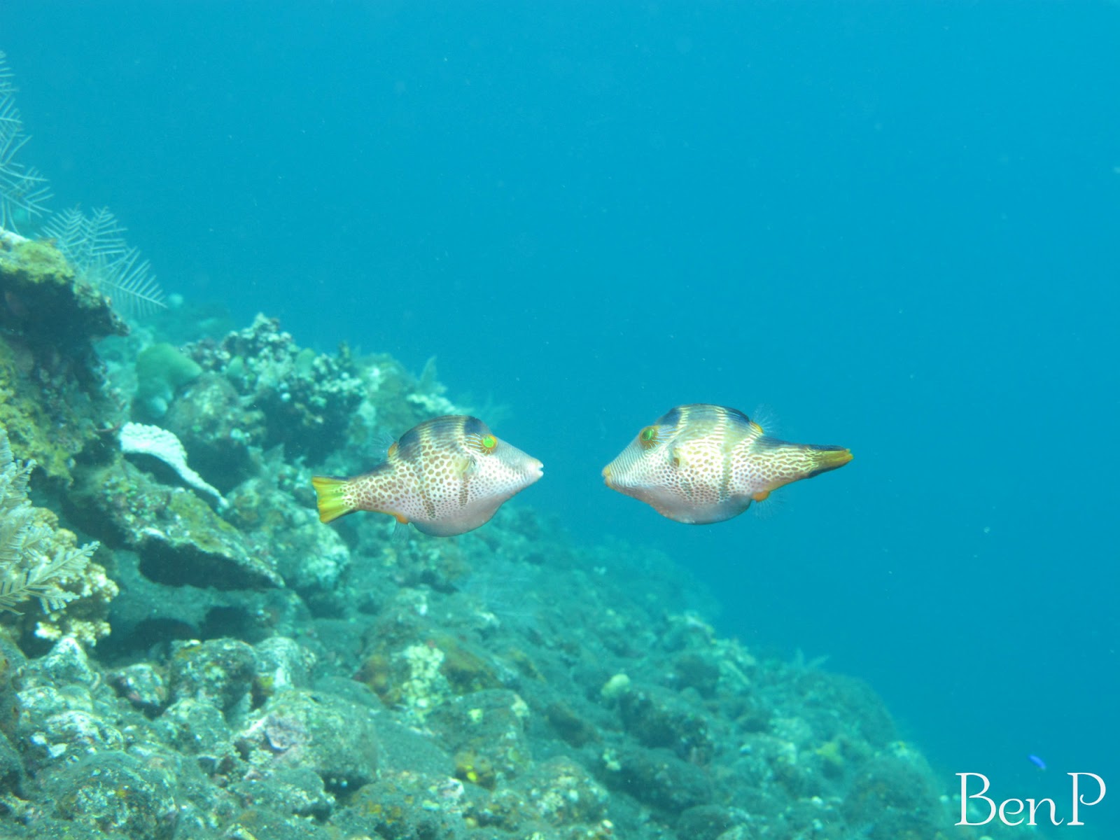 Saveurs et Expériences : Alouda de l'Ile Maurice
