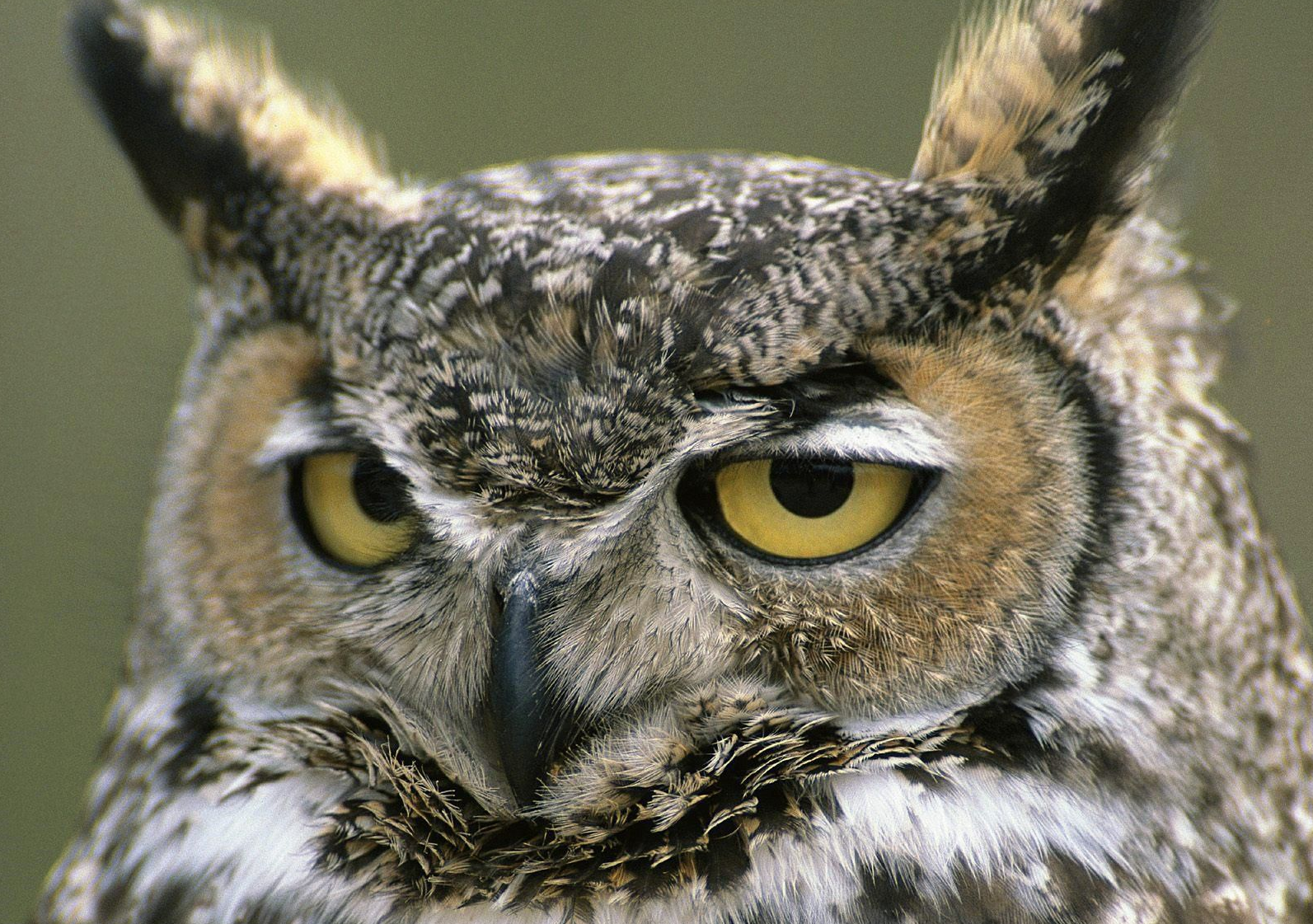 Pre-ámbulo: La Muerte del Búho {Parte I de III}