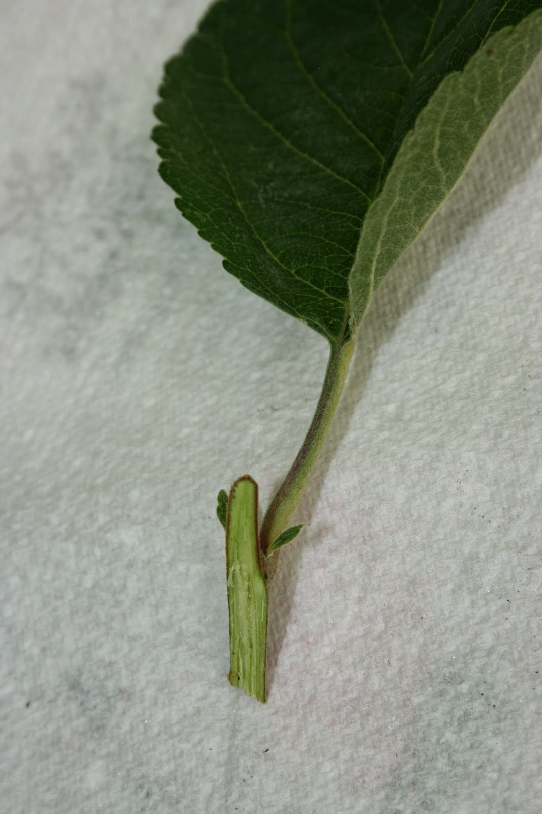 The Fruit Growing Expert: A guide to 'budding' new fruit trees