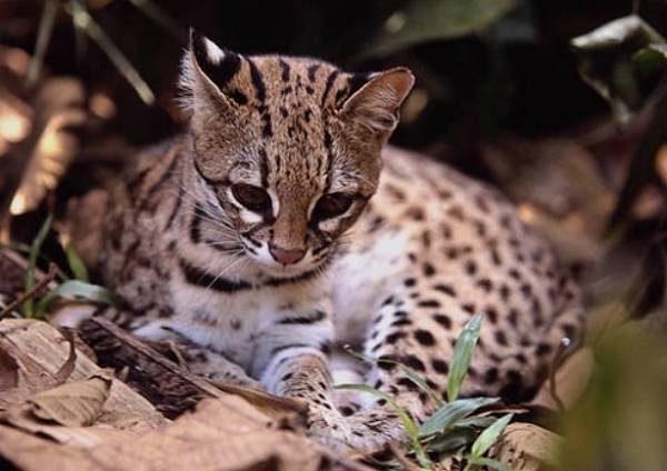 Balancan Noticias: Acosado el tigrillo en la región Ríos de Tabasco.