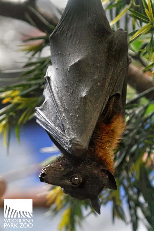 Students build homes for bats, career skills for life