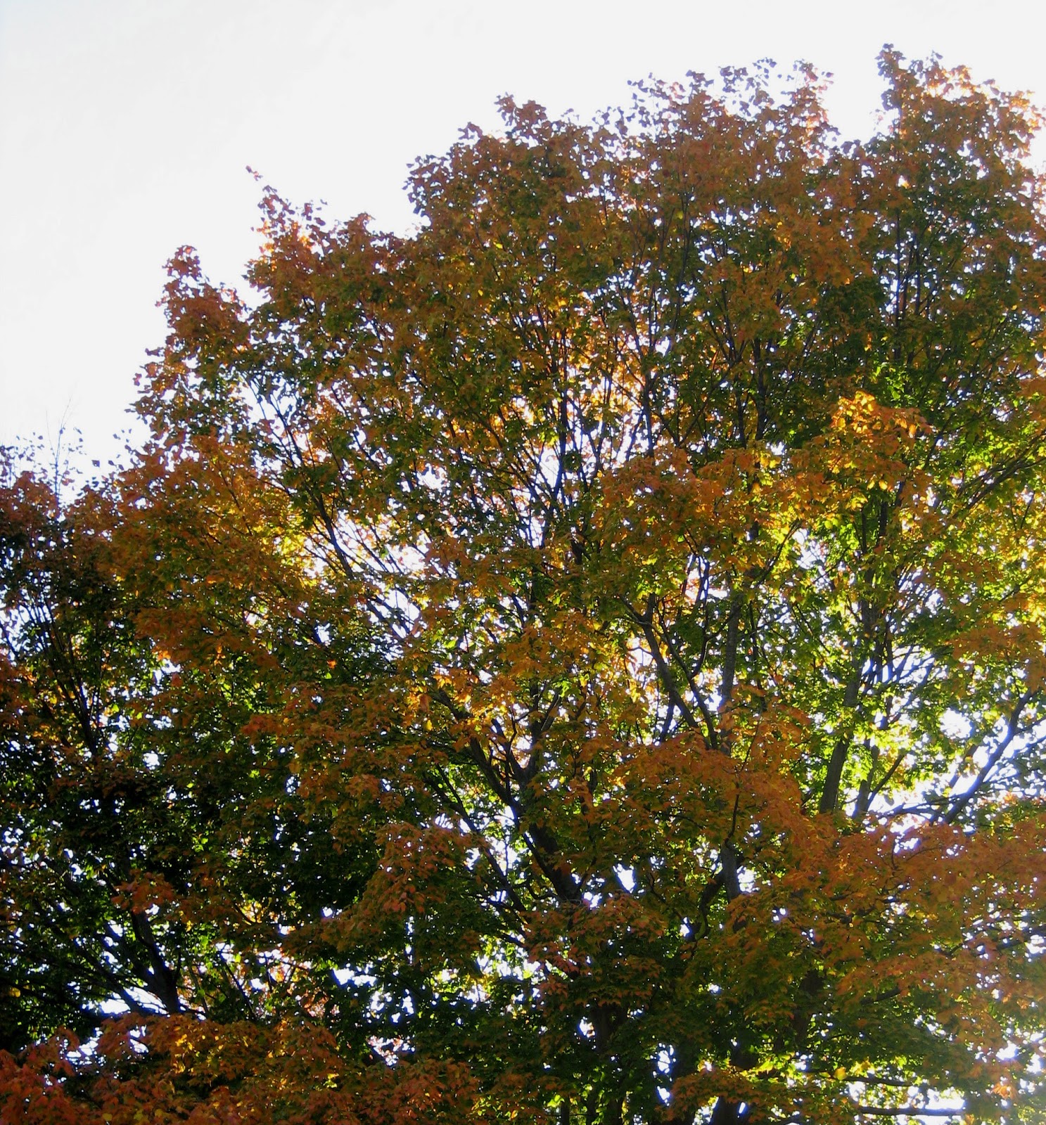 belvedere beads: October 2012