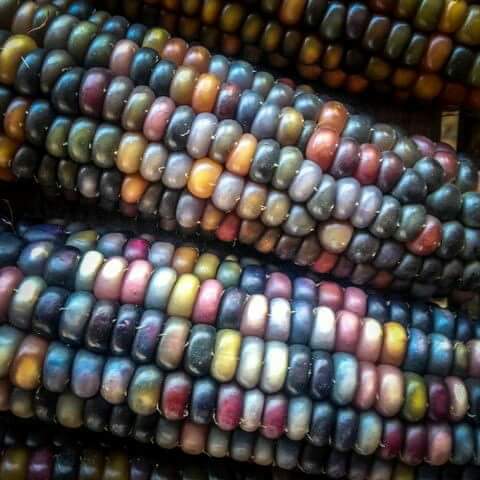 Milho e seu significado Indigena