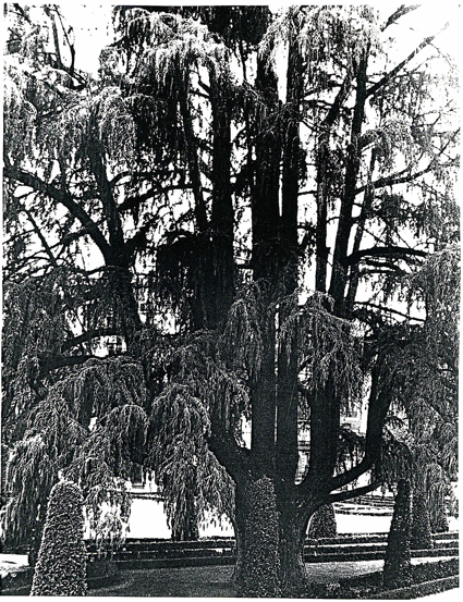 Club de Amig@s de los Ahuehuetes