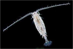 Blog de Ylenia , Dalia y Laura: Copépodos