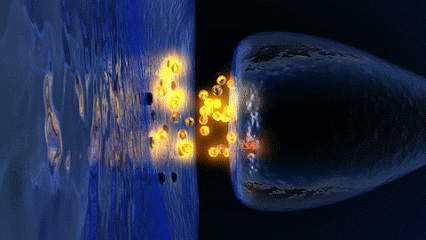 ERIK MARTIN WILLÈN: Neurotransmission - Synaptic Transmission