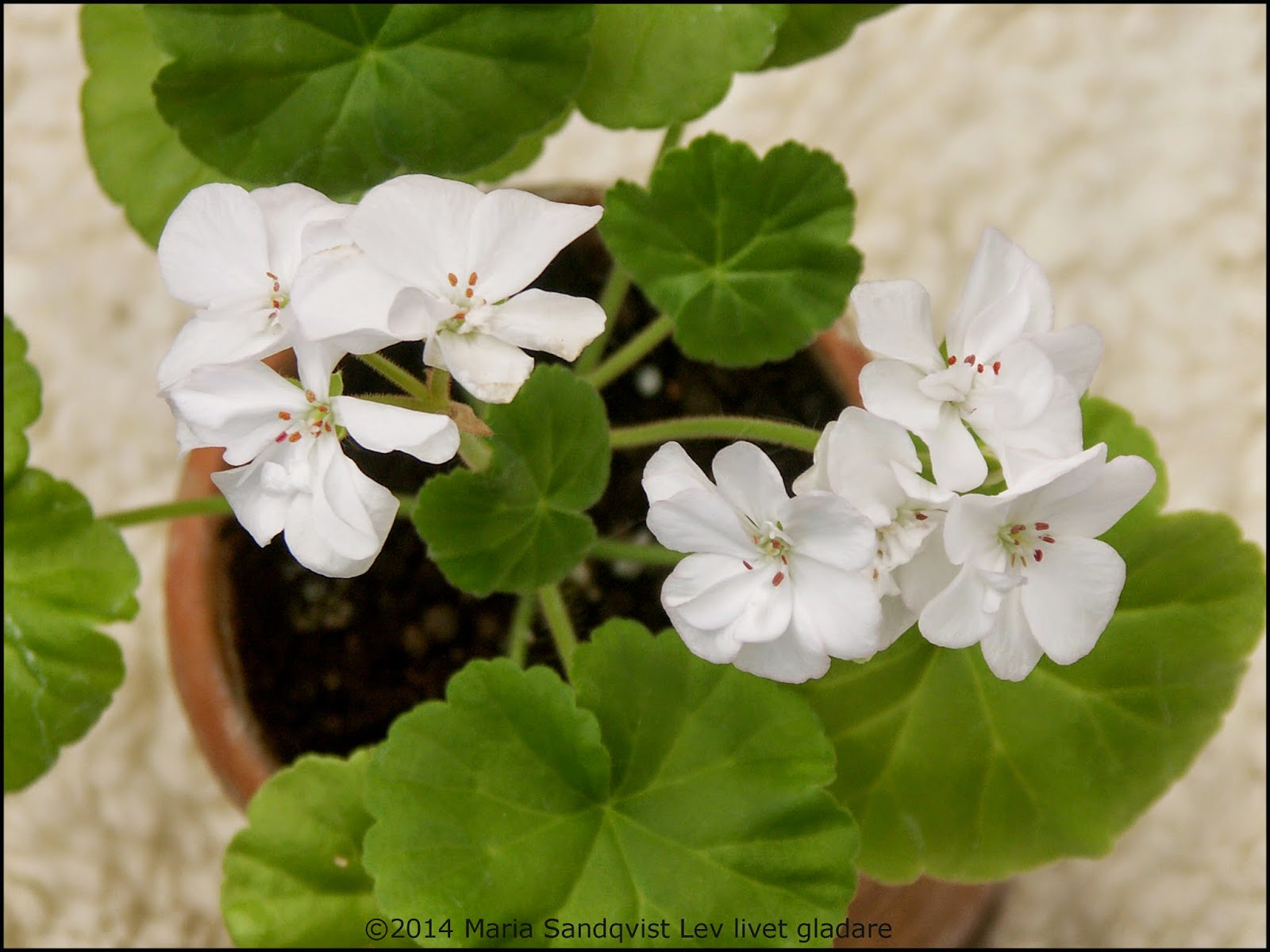Lev livet gladare: Årets första egenodlade pelargon blommar