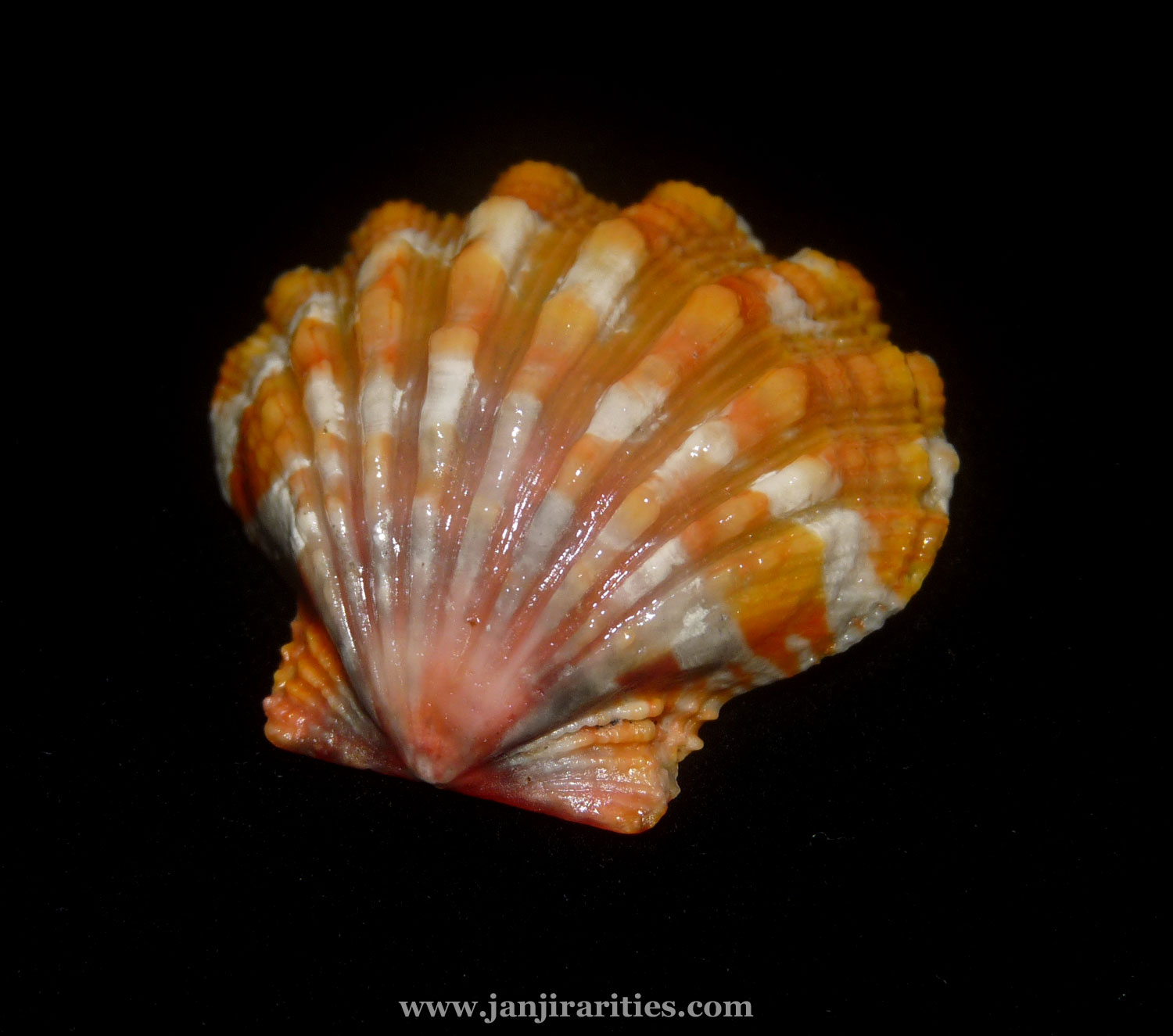 Kahelelani & Sunrise shell jewelry by.... Janjira: Sunrise & Moonrise ...