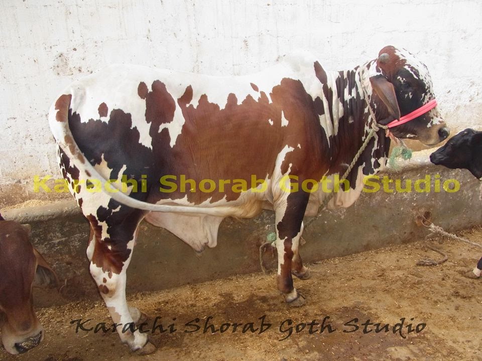 Bakra Eid 2014 - Photos and Videos of Qurbani Cows and Bakras: Nagori ...