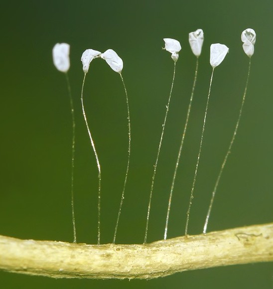 Unique Facts And Information: A FLOWER WHICH BLOOMS ONE’S IN 3000 YEARS