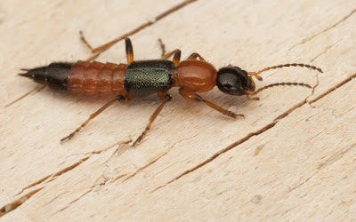 Variety of Life: Paederus