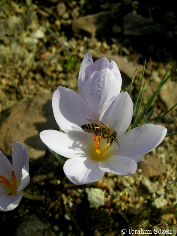 The Country Of Crocuses: Crocus asumaniae