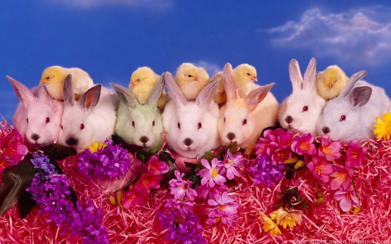 Imagini de Paste - iepurasi si puisori | Poze Super Misto