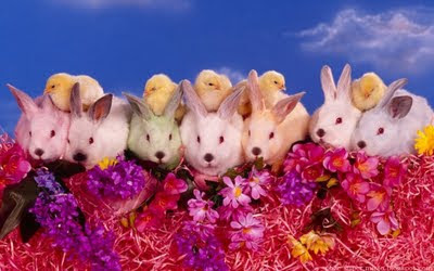 Imagini de Paste - iepurasi si puisori | Poze Super Misto